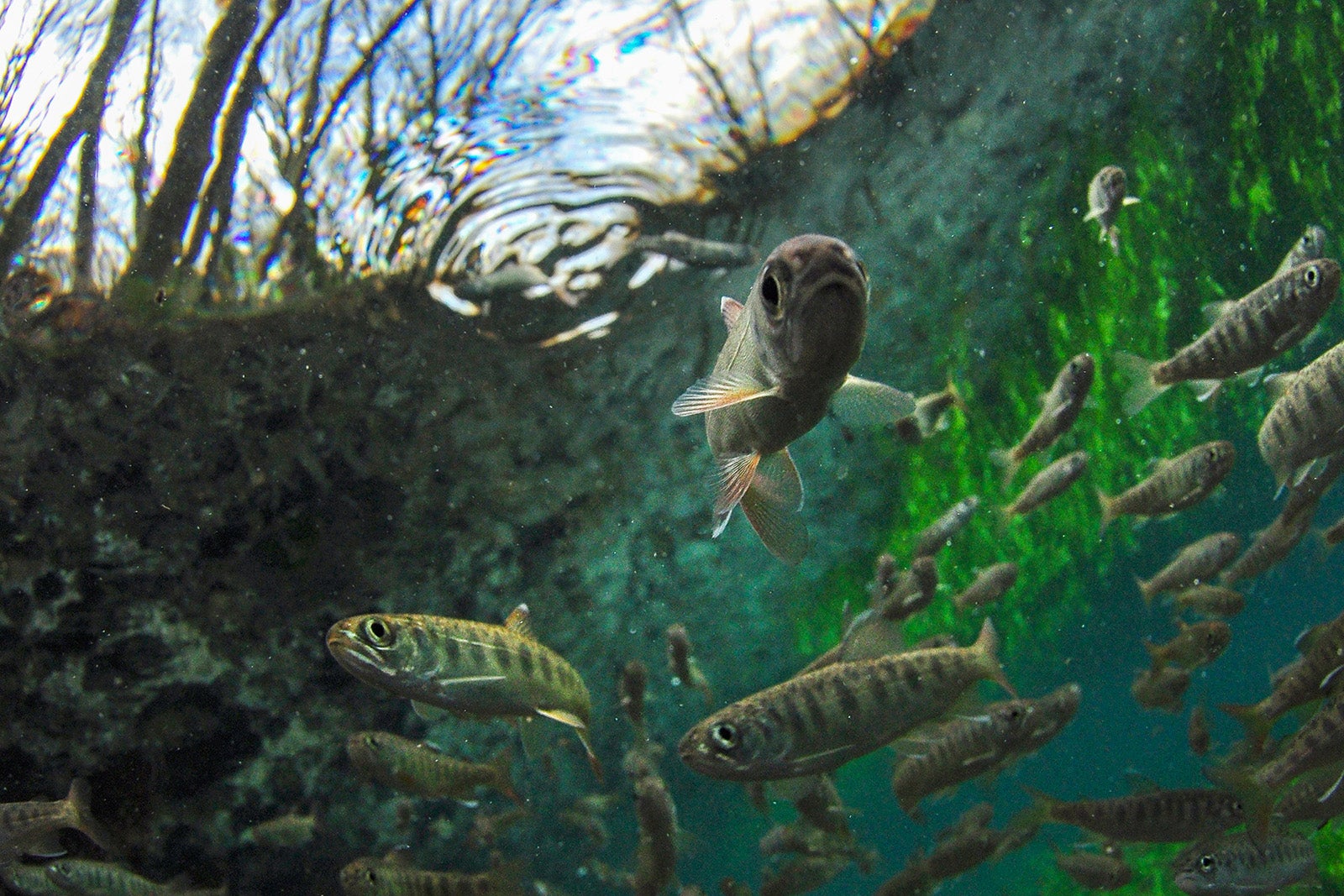 Saving Wildlife Habitat - Mendocino Land Trust