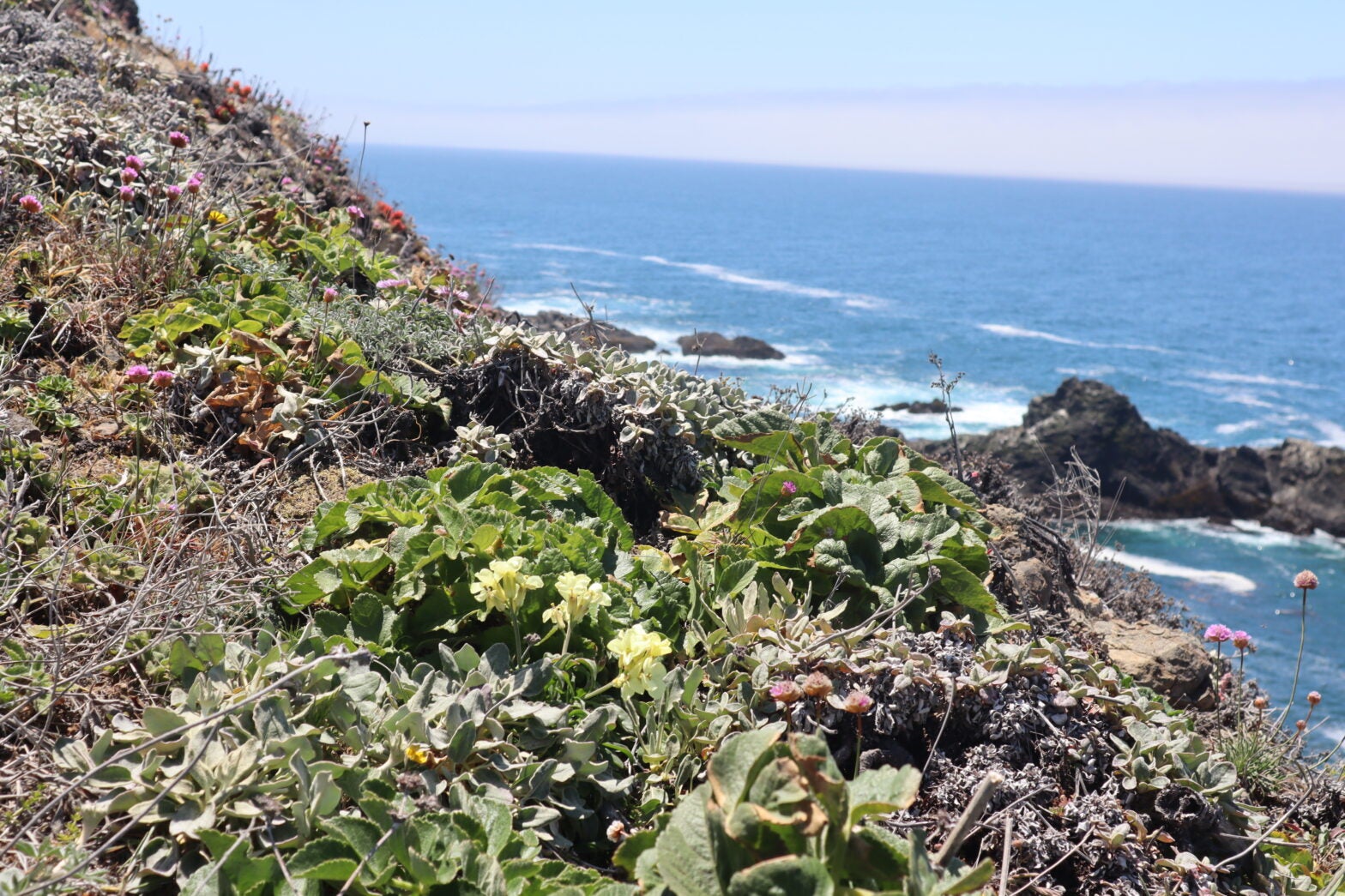 Navarro Point and Trail - Mendocino Land Trust