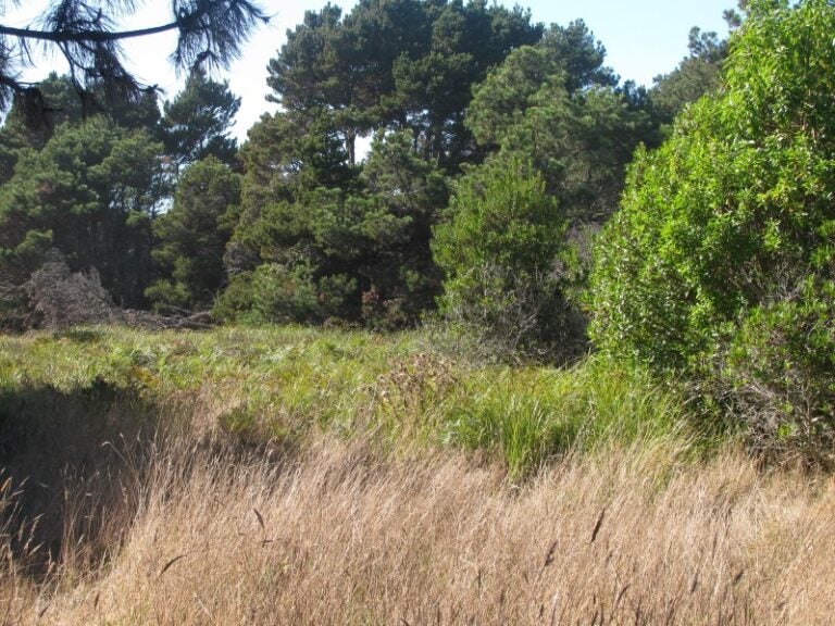 Spring Ranch Trail - Mendocino Land Trust