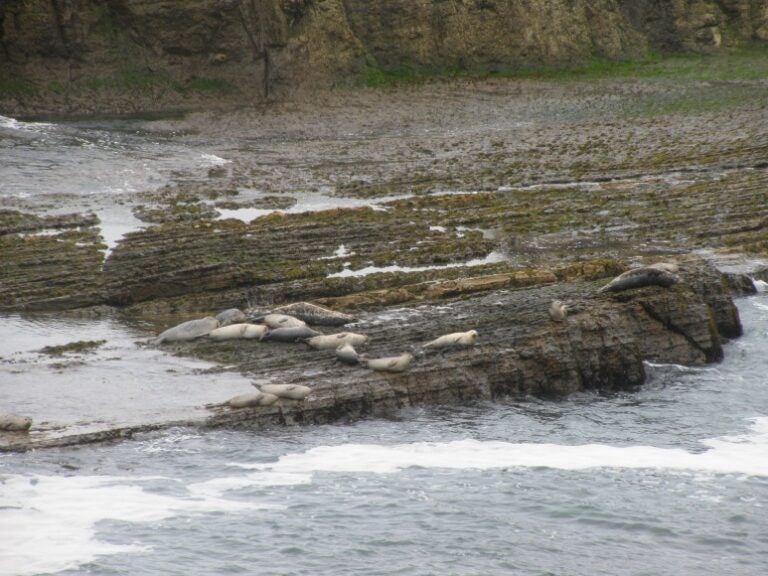 Point Arena-Stornetta Trail - Mendocino Land Trust