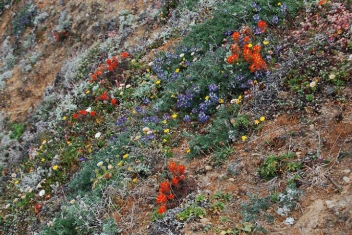 Navarro Point Trail - Mendocino Land Trust