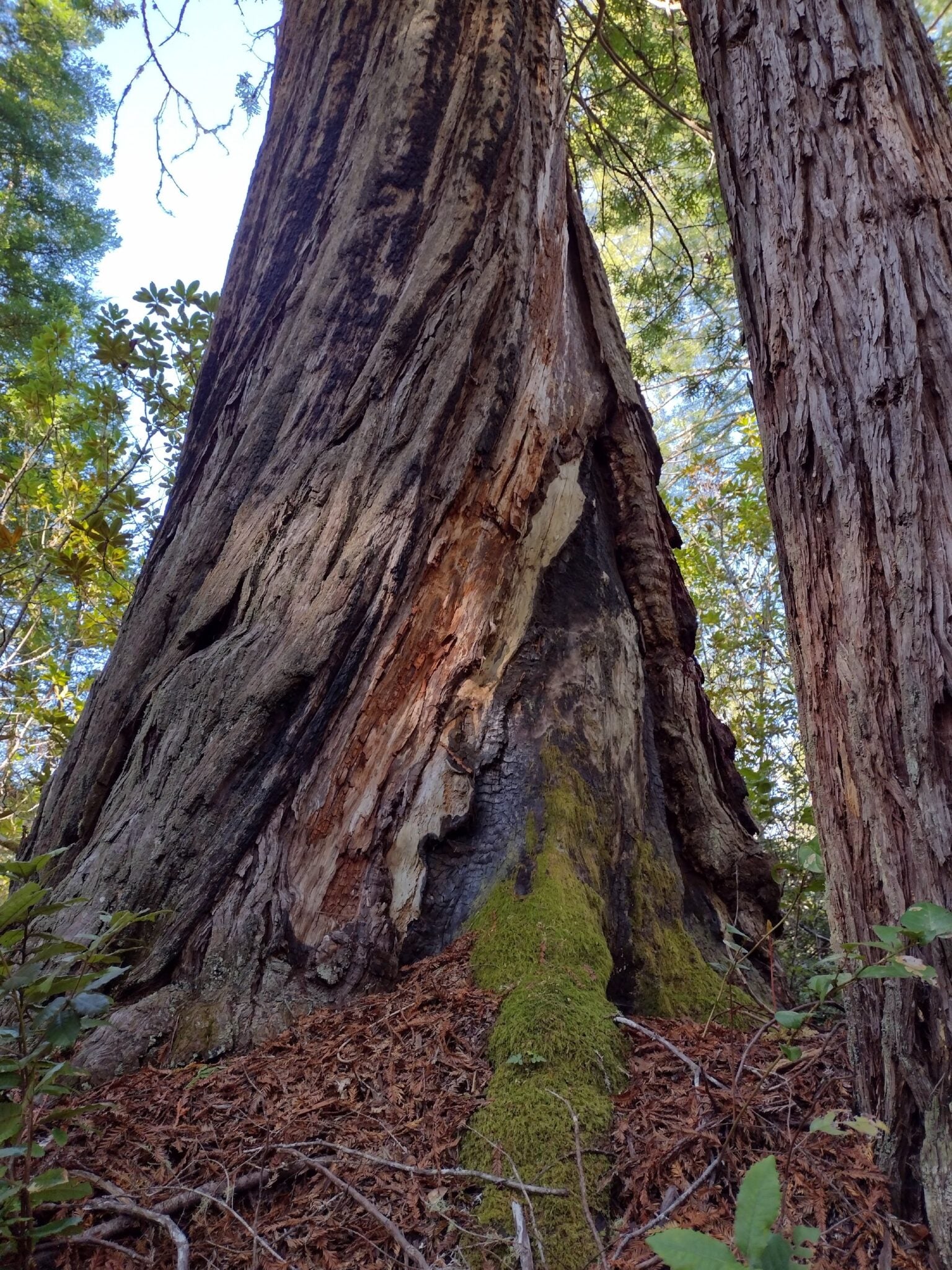 Guarding the Guardian Trees - Mendocino Land Trust