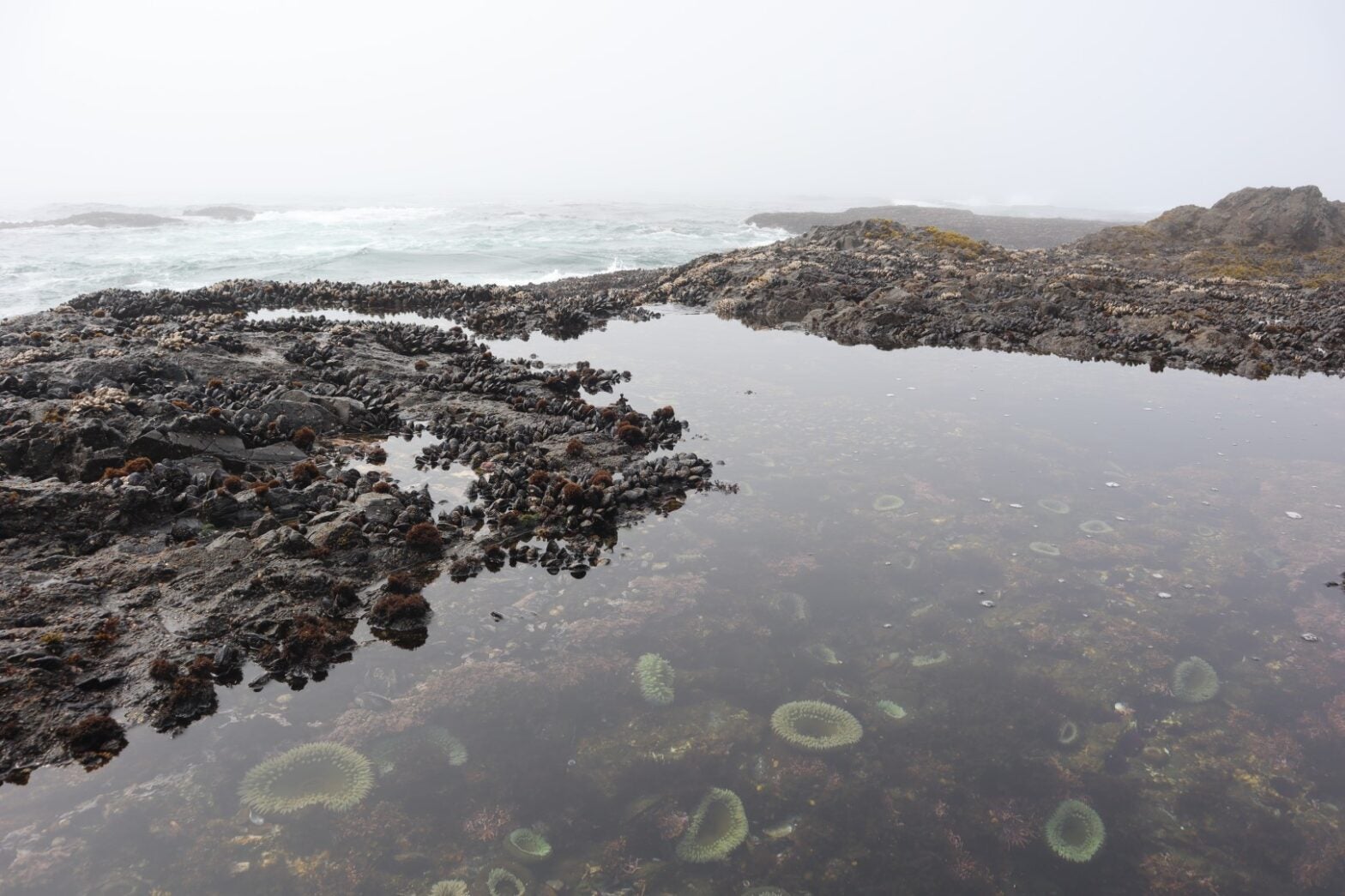 Spring Ranch Trail - Mendocino Land Trust