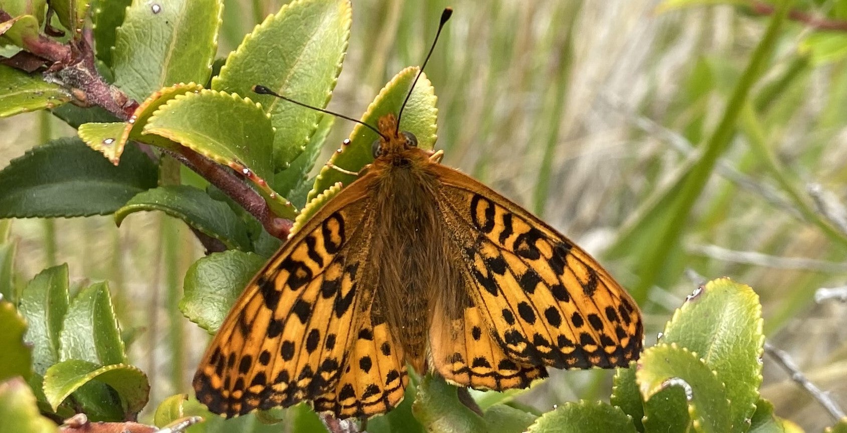 Behren's Silverspot Butterfly Conservation - Mendocino Land Trust