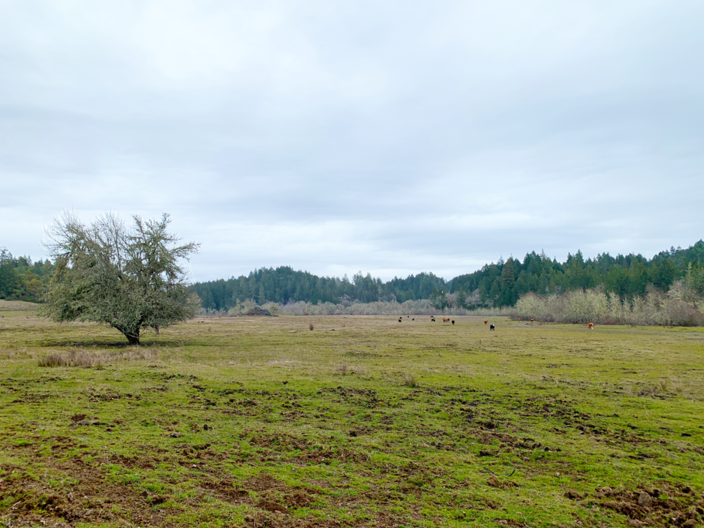 Conservation Easement: James Ranch - Mendocino Land Trust